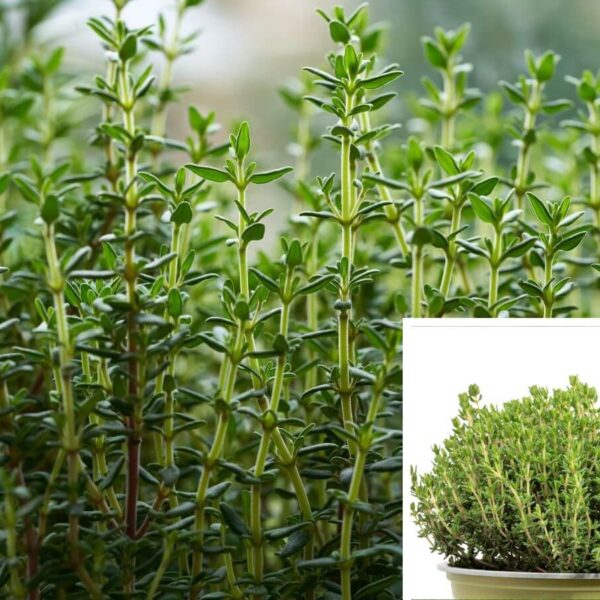 Marga's Moestuin: Groenteplanten, Kruidenplanten en fruitplanten